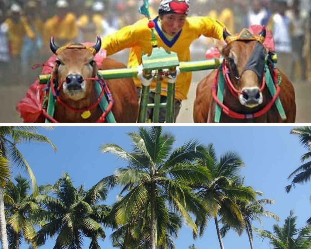 Potensi Daun Kelapa sebagai Sumber Pakan Alternatif pada Sapi Madura ...